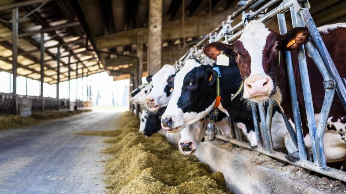 Dairy industry mandatory Code of Conduct | Maddens Lawyers
